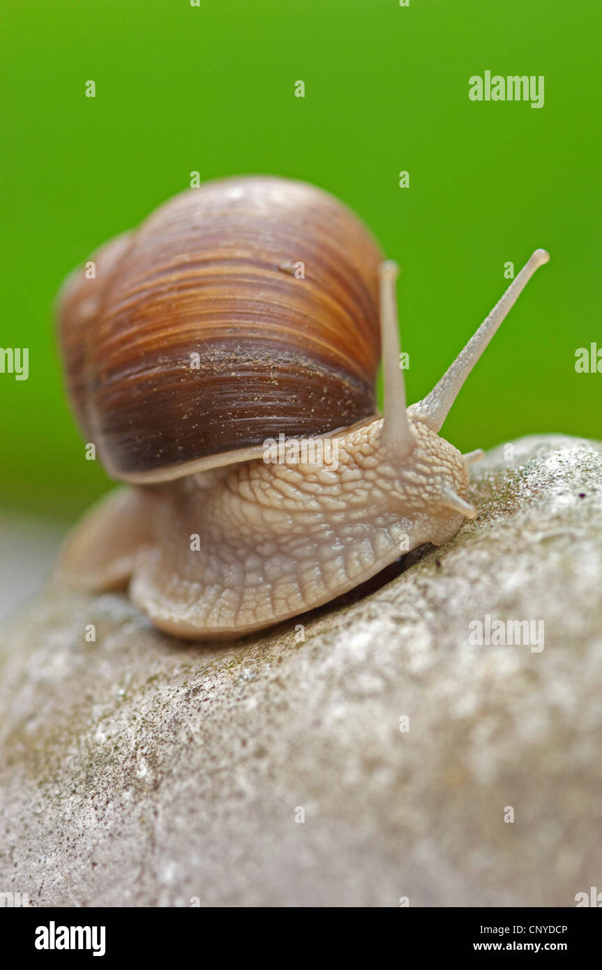 Roman snail, escargot, escargot snail, edible snail, apple snail ...