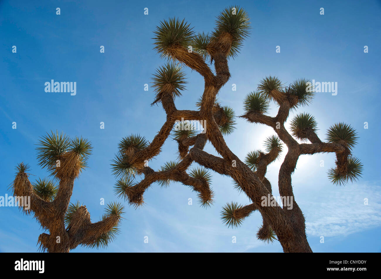 joshua tree (Yucca brevifolia), branches of a joshua tree against blue ...