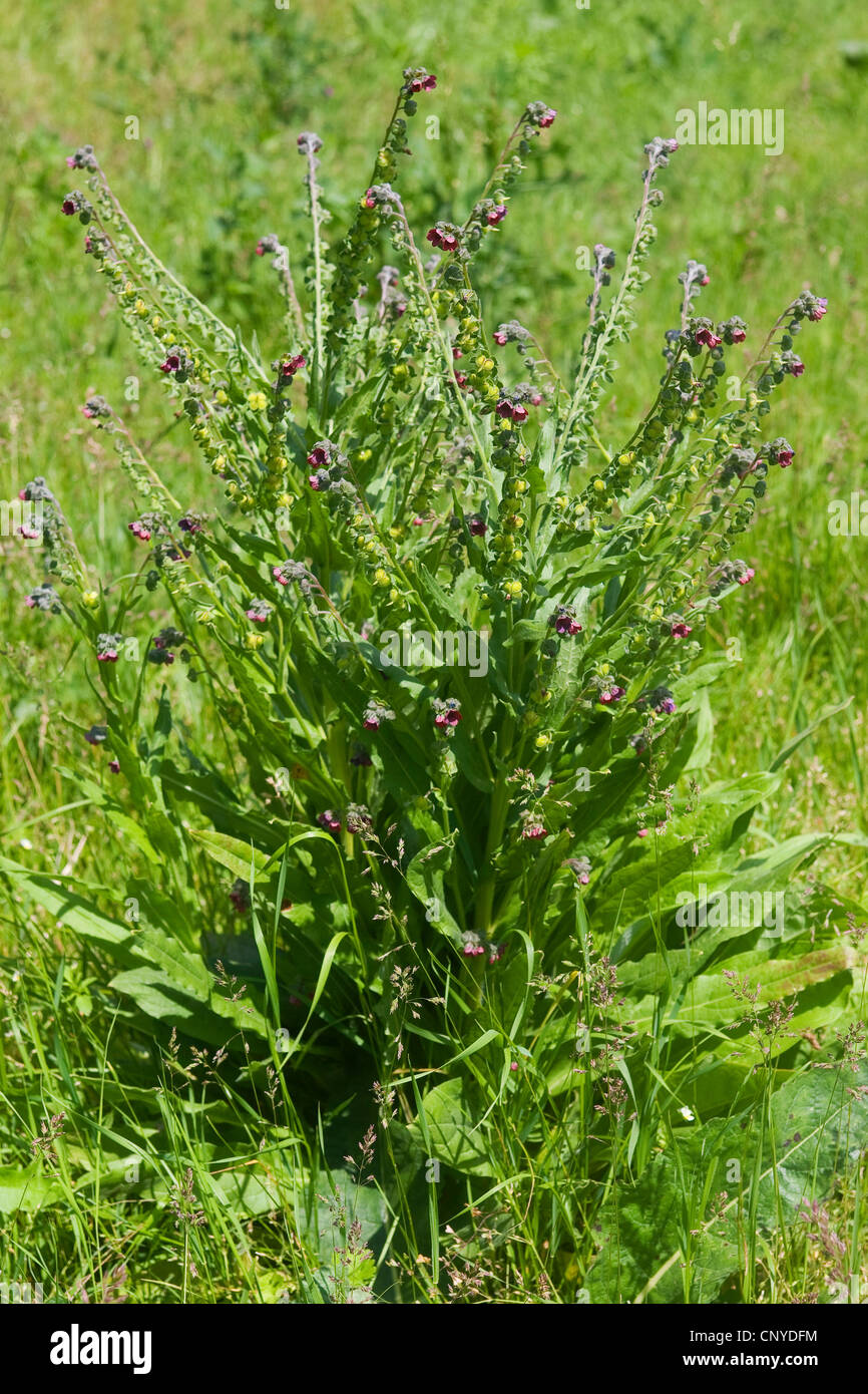 common hound's tongue, houndstoungue (Cynoglossum officinale), blooming ...