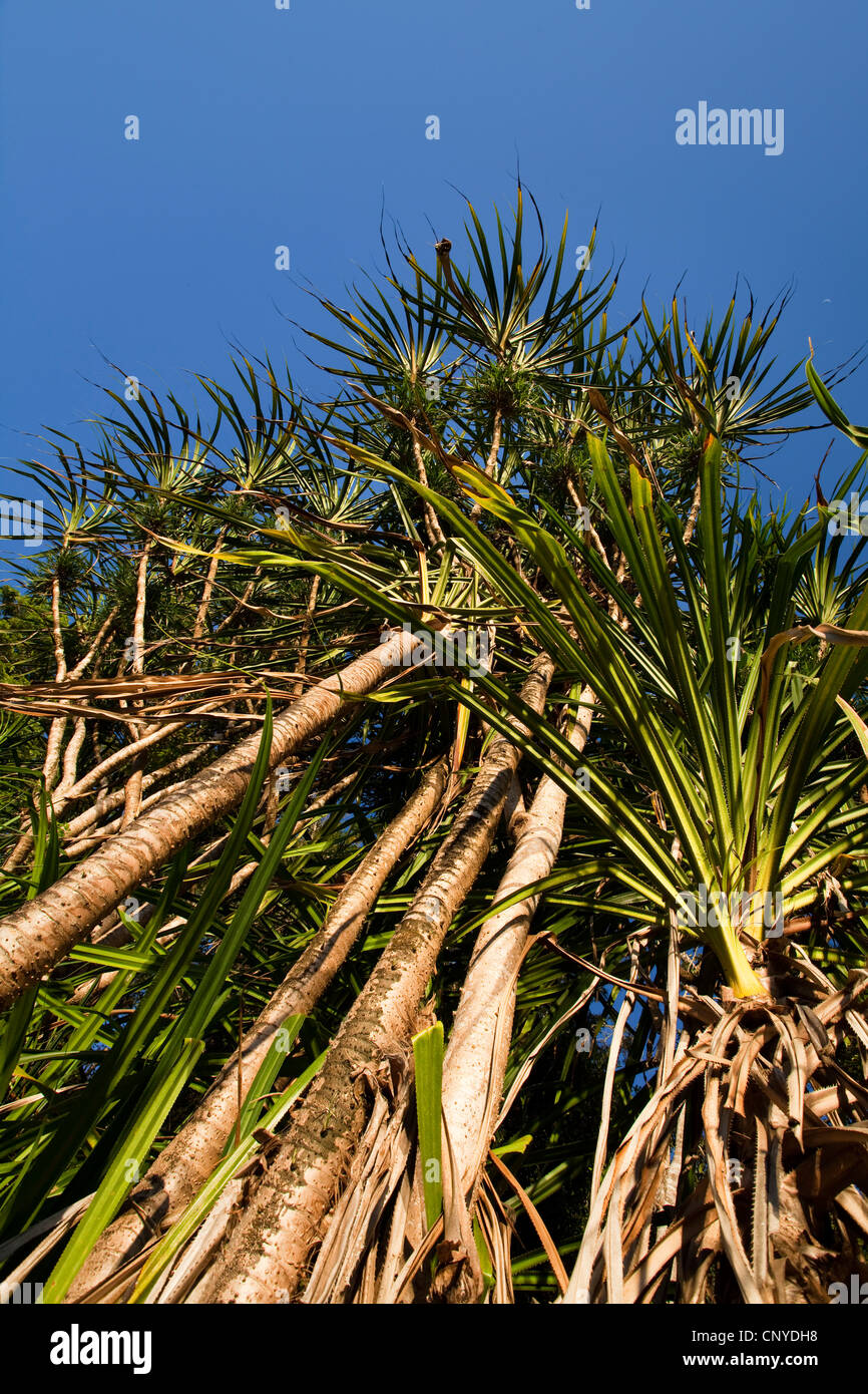 Rainforest Australia Stock Photos & Rainforest Australia Stock Images ...