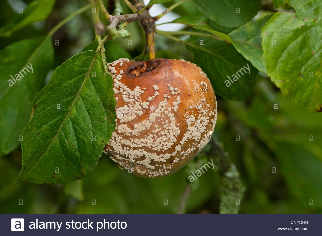 Monilia Fructigena Stock Photos & Monilia Fructigena Stock Images - Alamy