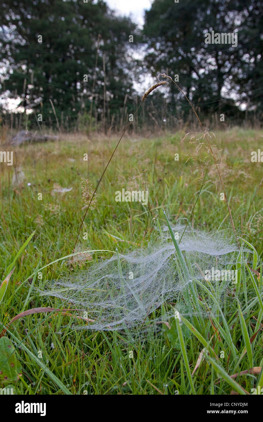 European sheet-web spider, money spider, sheet-web weaver, line-weaving ...
