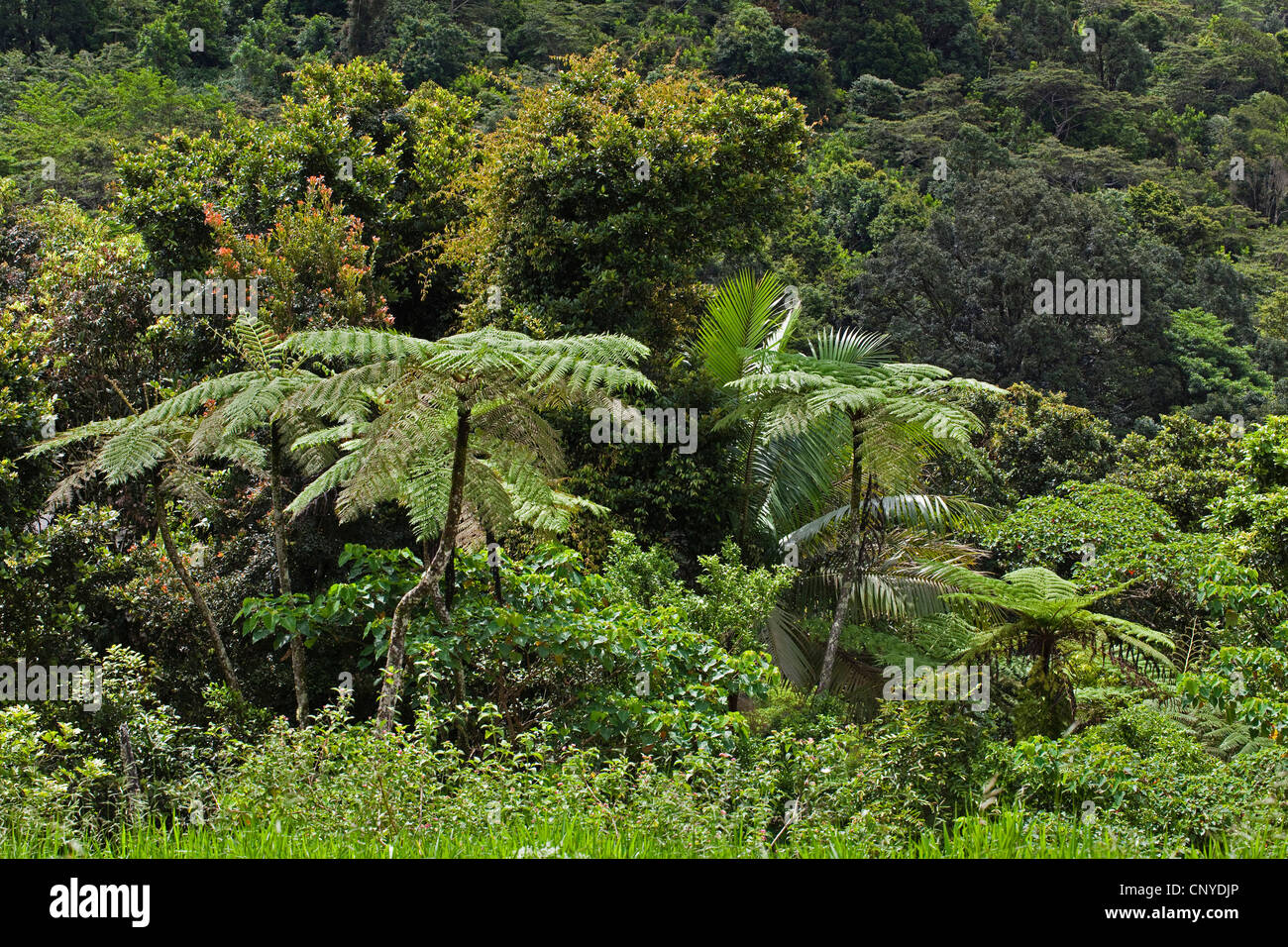 Rainforest with tree ferns hi-res stock photography and images - Alamy