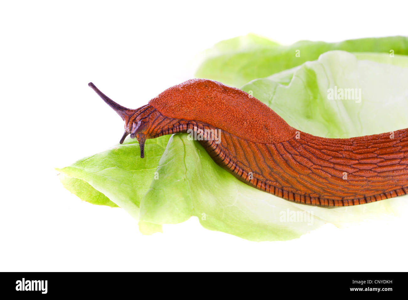 Slugs infestation hi-res stock photography and images - Alamy