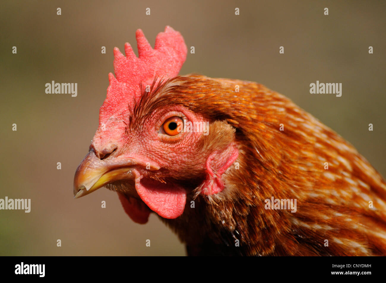 Domestic fowl gallus gallus domestica hi-res stock photography and ...