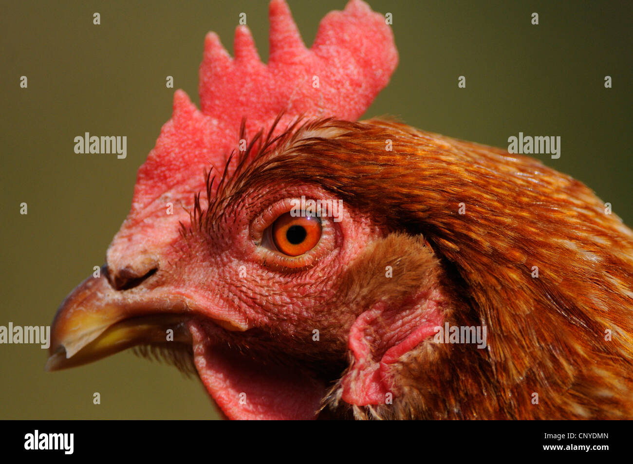 M domestica hi-res stock photography and images - Alamy