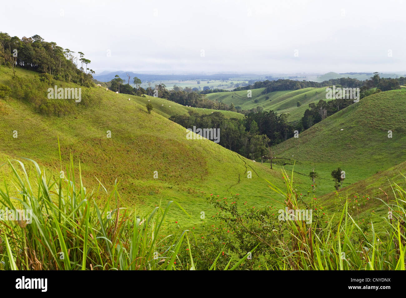 undulating hills of the Atherton Tablelands, Australia, Queensland ...