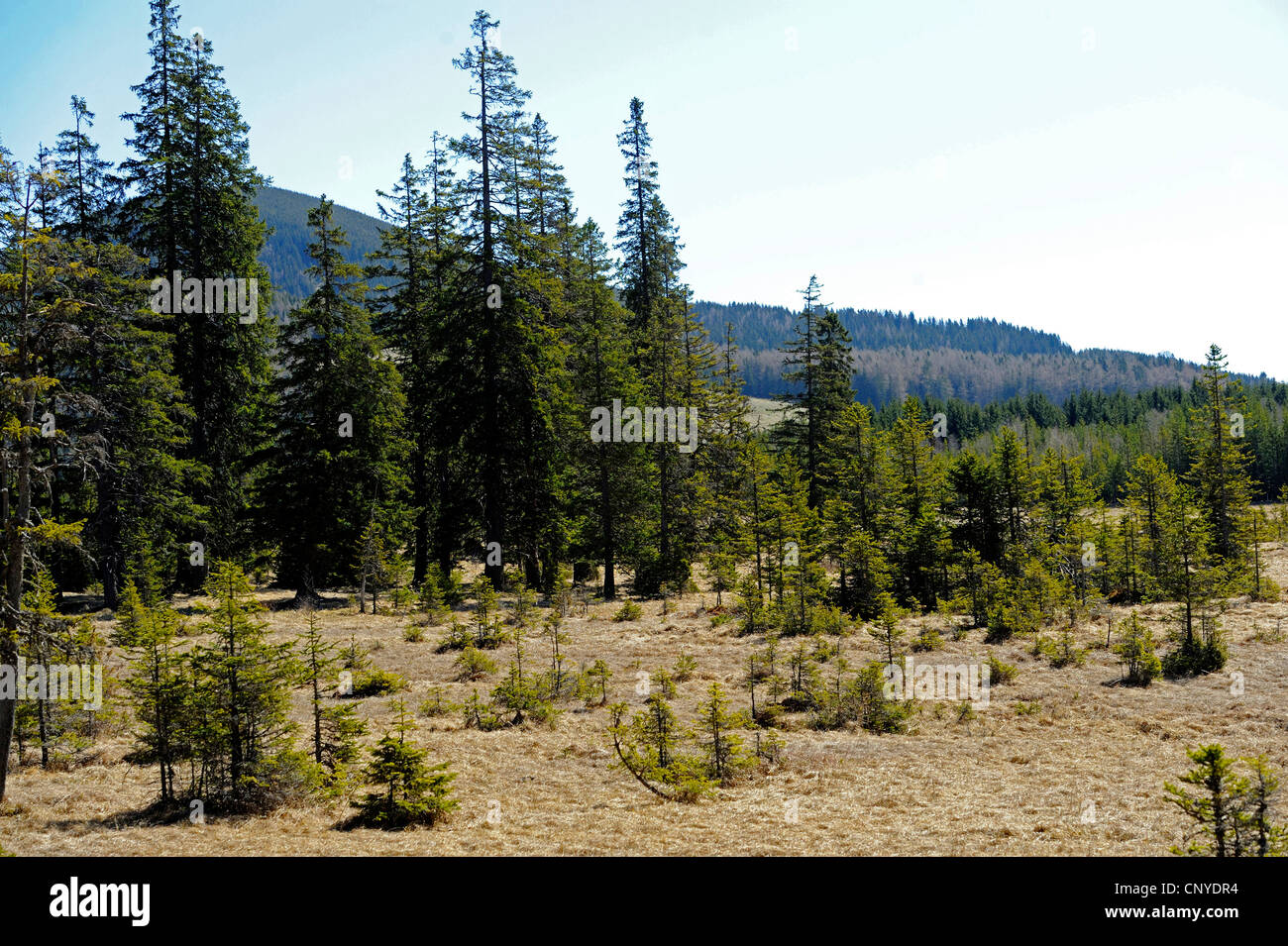 clearing in mountain scenery, Austria, Styria Stock Photo - Alamy