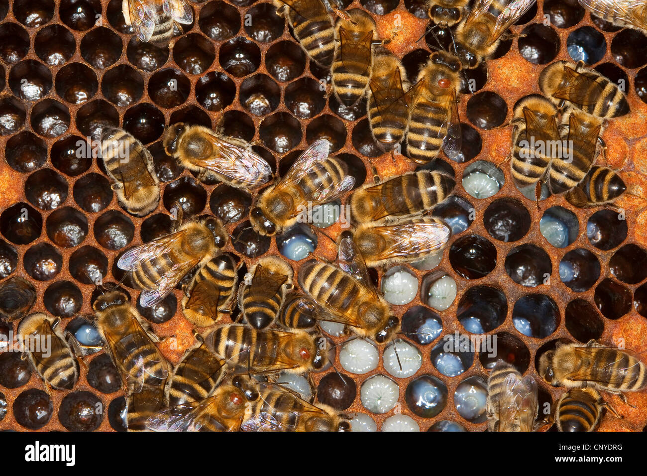 honey bee, hive bee (Apis mellifera mellifera), bees on honeycombs with ...