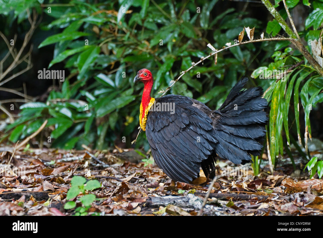 brush turkey (Alectura lathami), male, Australia, Queensland, Atherton ...