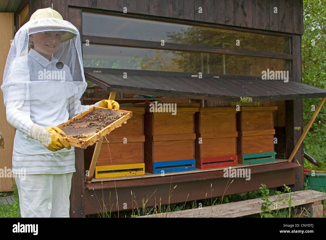 honey bee, hive bee (Apis mellifera mellifera), girl in beekeeper ...