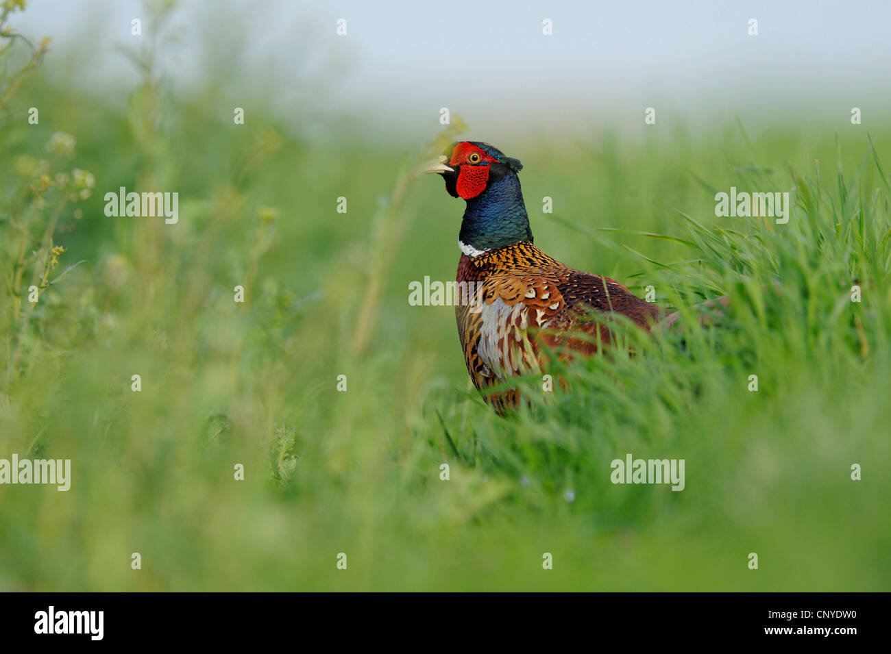 common pheasant, Caucasus Pheasant, Caucasian Pheasant (Phasianus ...