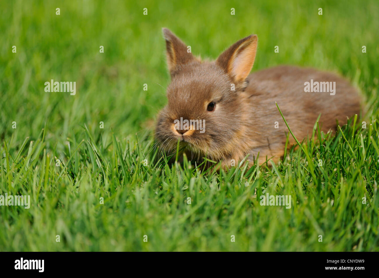 Netherland dwarf rabbit hi-res stock photography and images - Alamy