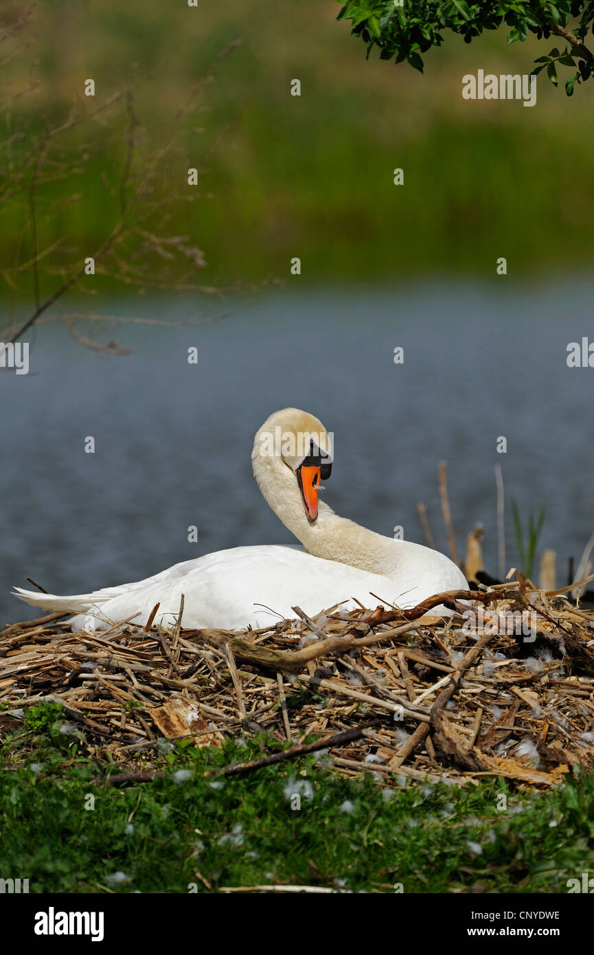 Swan lying on nest hi-res stock photography and images - Alamy
