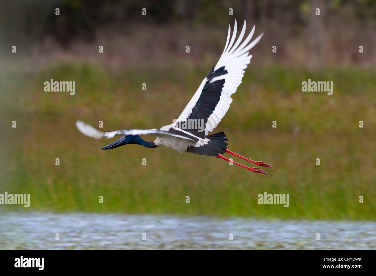 Mareeba wetlands hi-res stock photography and images - Alamy