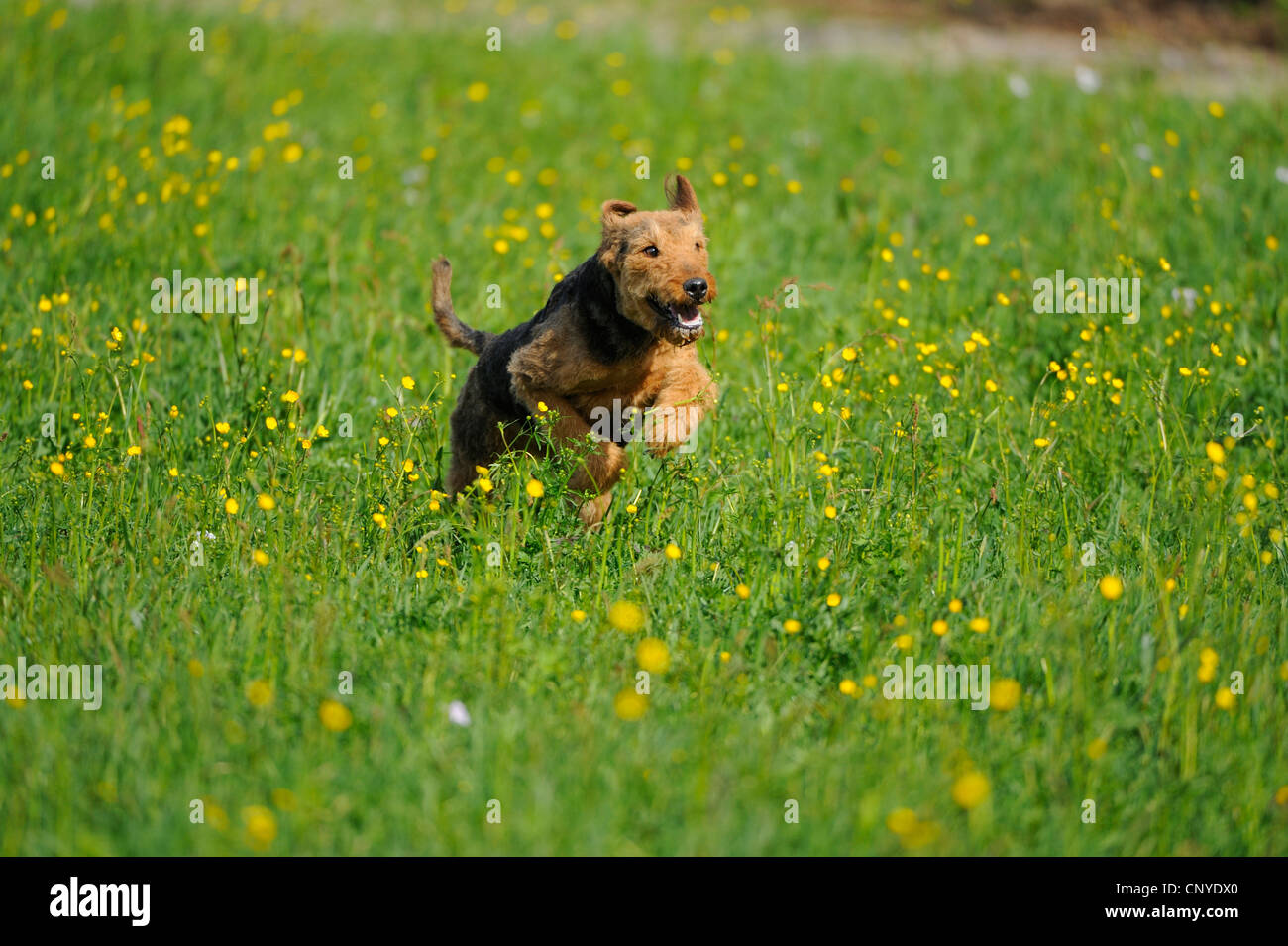 Airedale Terrier (Canis lupus f. familiaris), running in flower meadow ...