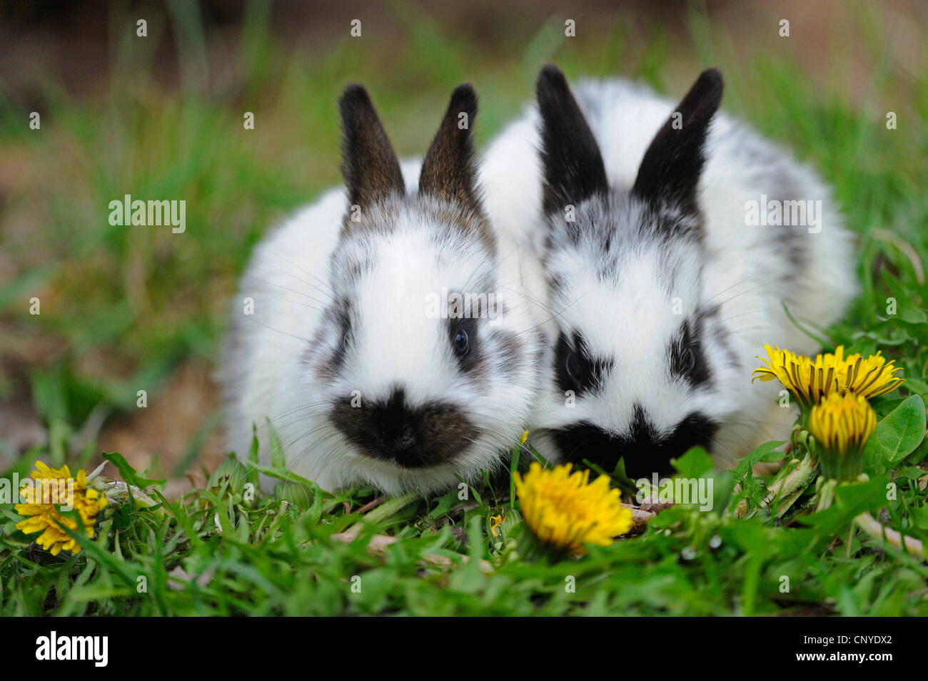 White rabbits hi-res stock photography and images - Alamy