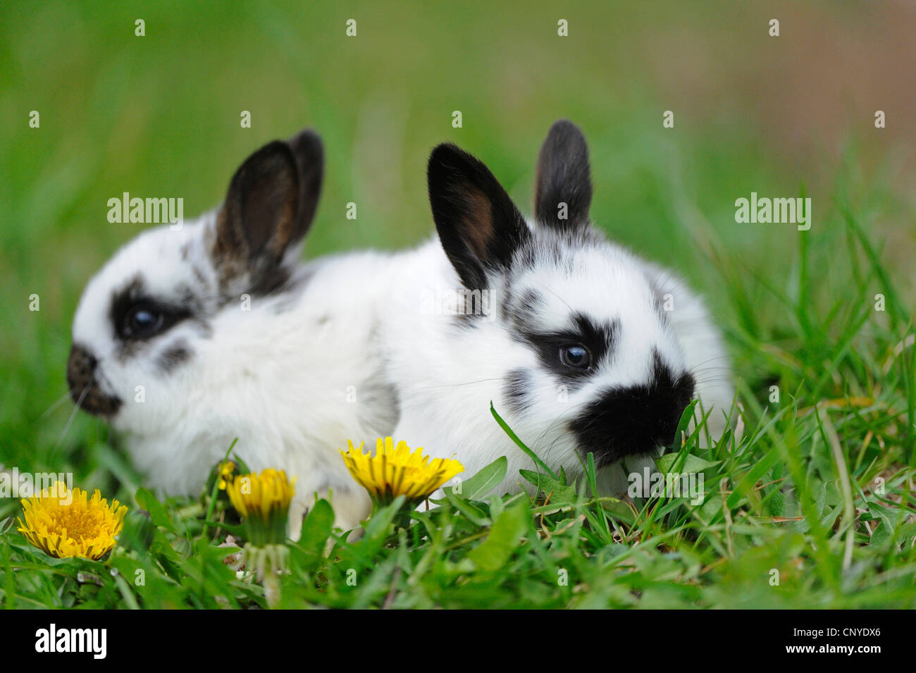 White rabbit other colors hi-res stock photography and images - Alamy