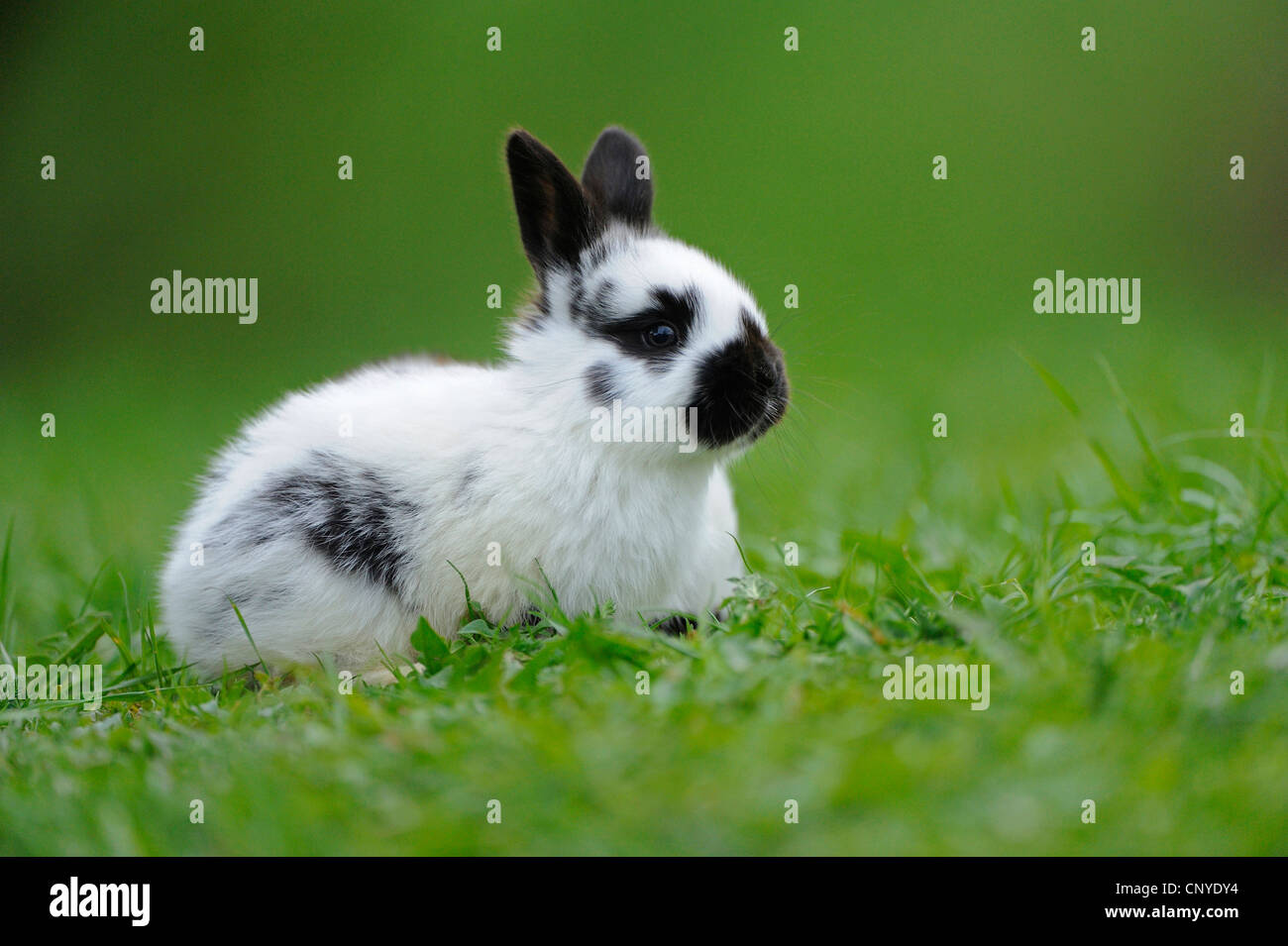 Black and white rabbit hi-res stock photography and images - Alamy