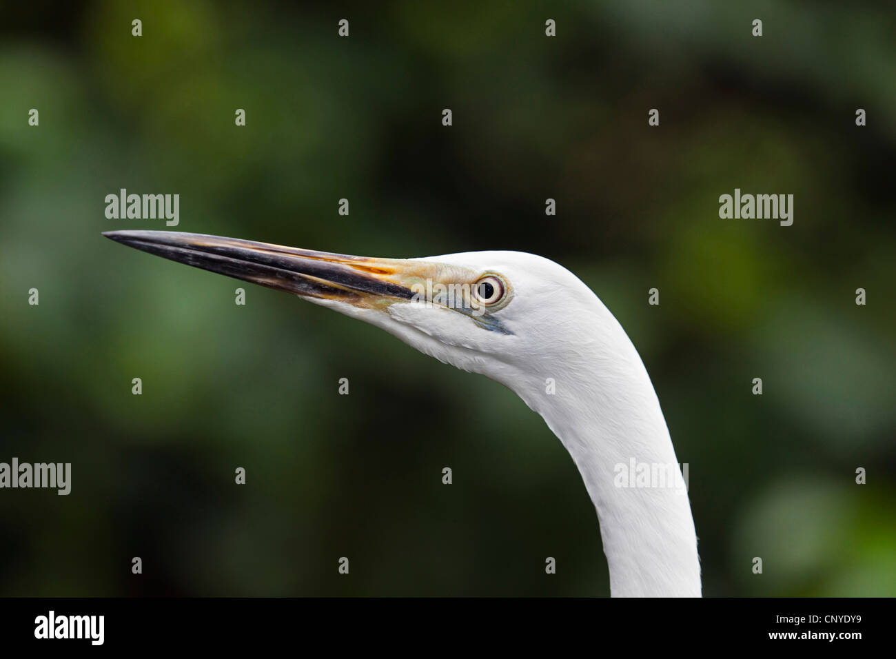 great egret, Great White Egret (Egretta alba, Casmerodius albus, Ardea ...