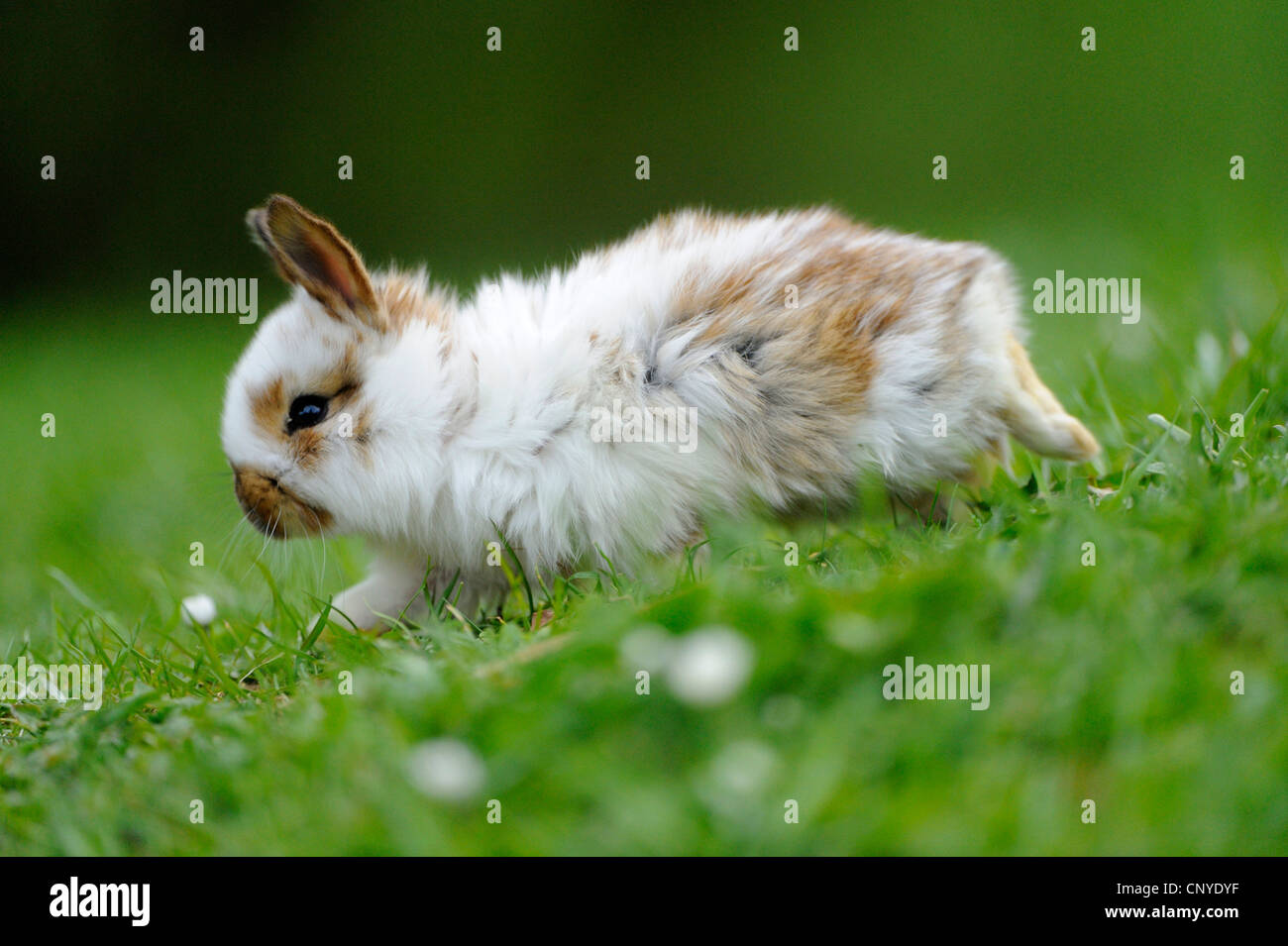 domestic rabbit (Oryctolagus cuniculus f. domestica), scampering in ...