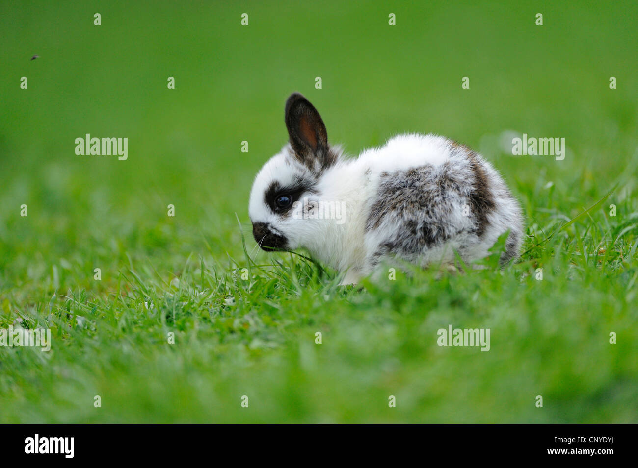 Spotted rabbit hi-res stock photography and images - Alamy