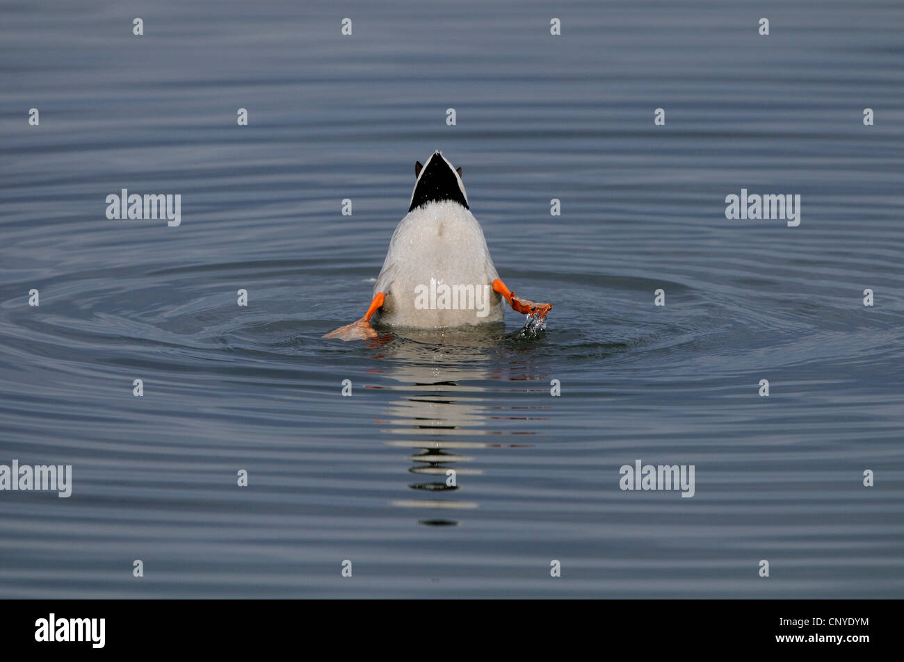 Dabbling d hi-res stock photography and images - Alamy