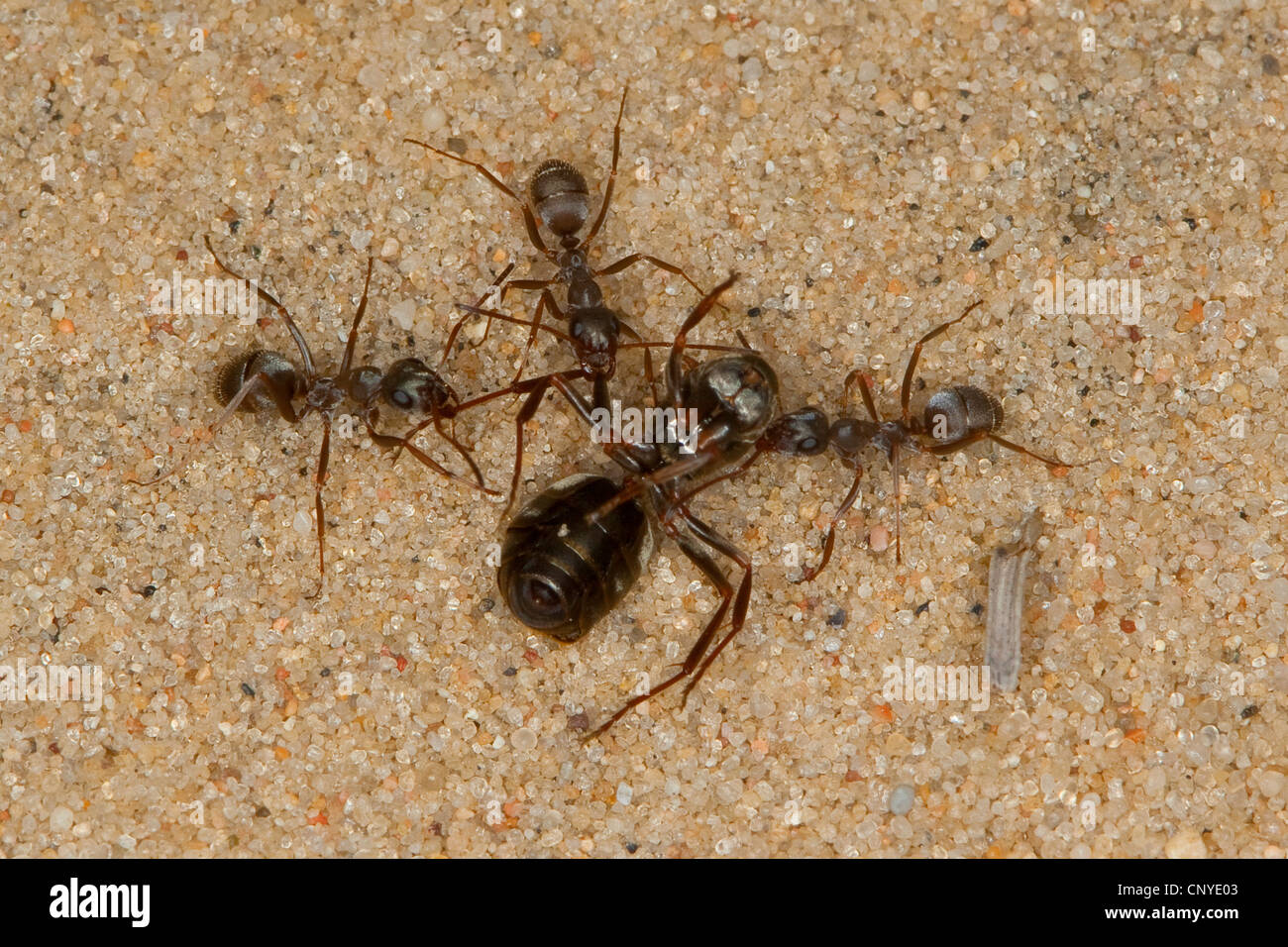 Wood ant formica cf cinerea hi-res stock photography and images - Alamy