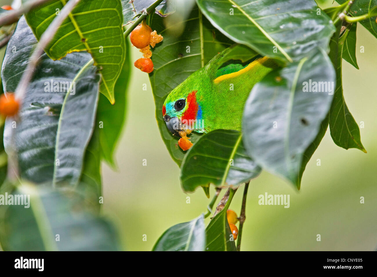 Australian fig bird High Resolution Stock Photography and Images - Alamy