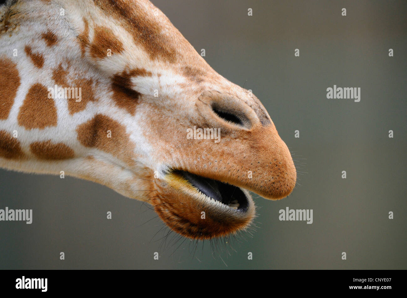 Giraffe mouth open hi-res stock photography and images - Alamy