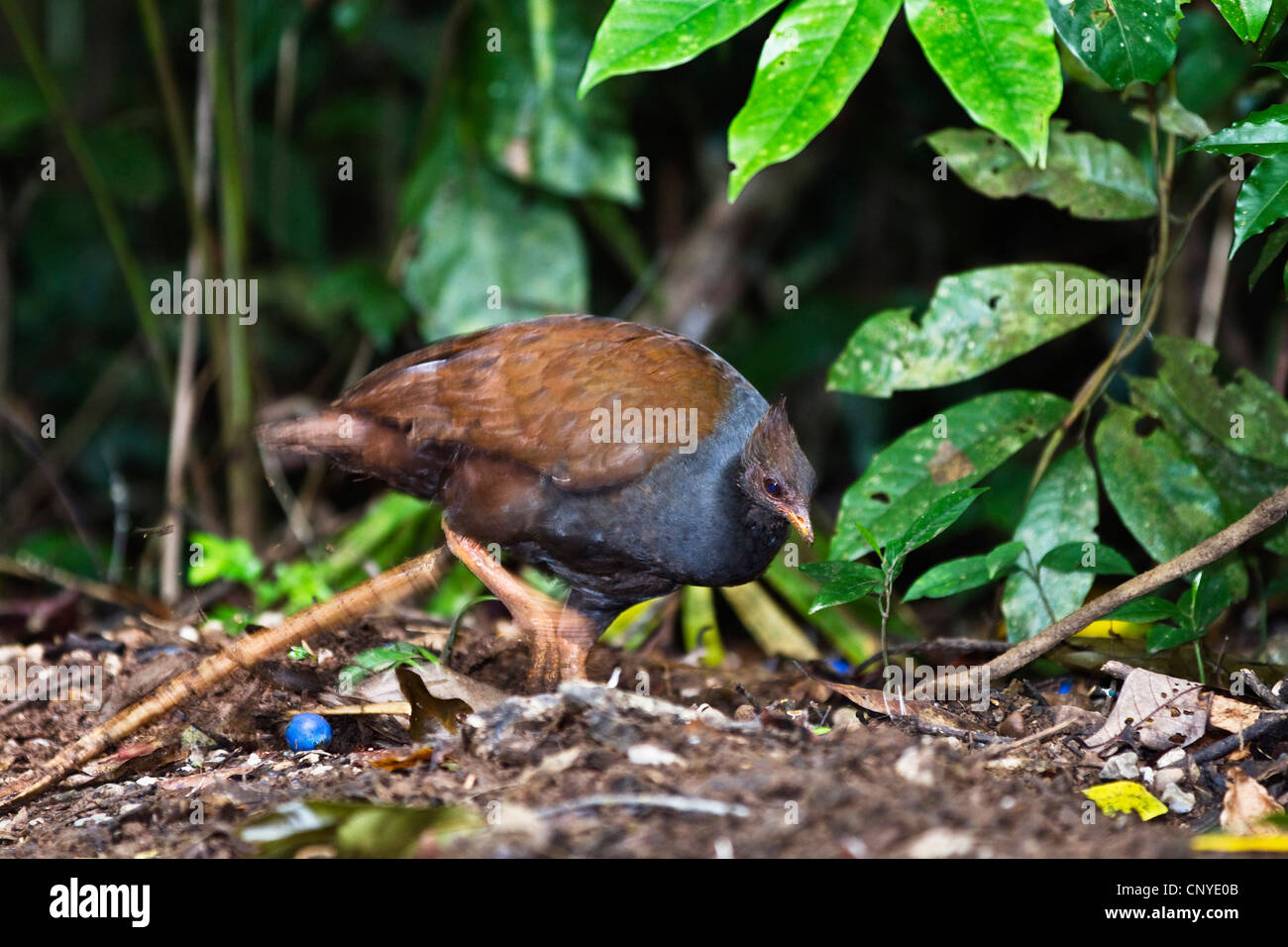 orange-footed scrub fowl (Megapodius reinwardt), on the feed, Australia ...