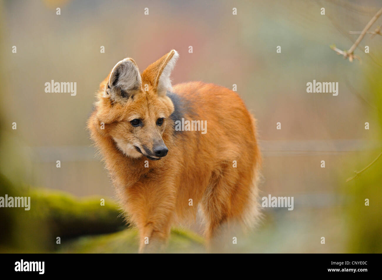 maned wolf (Chrysocyon brachyurus), portrait Stock Photo - Alamy