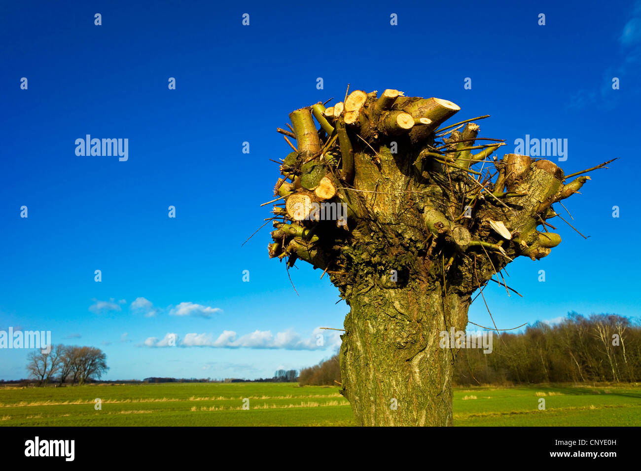 Osier willow tree salix viminalis hi-res stock photography and images ...