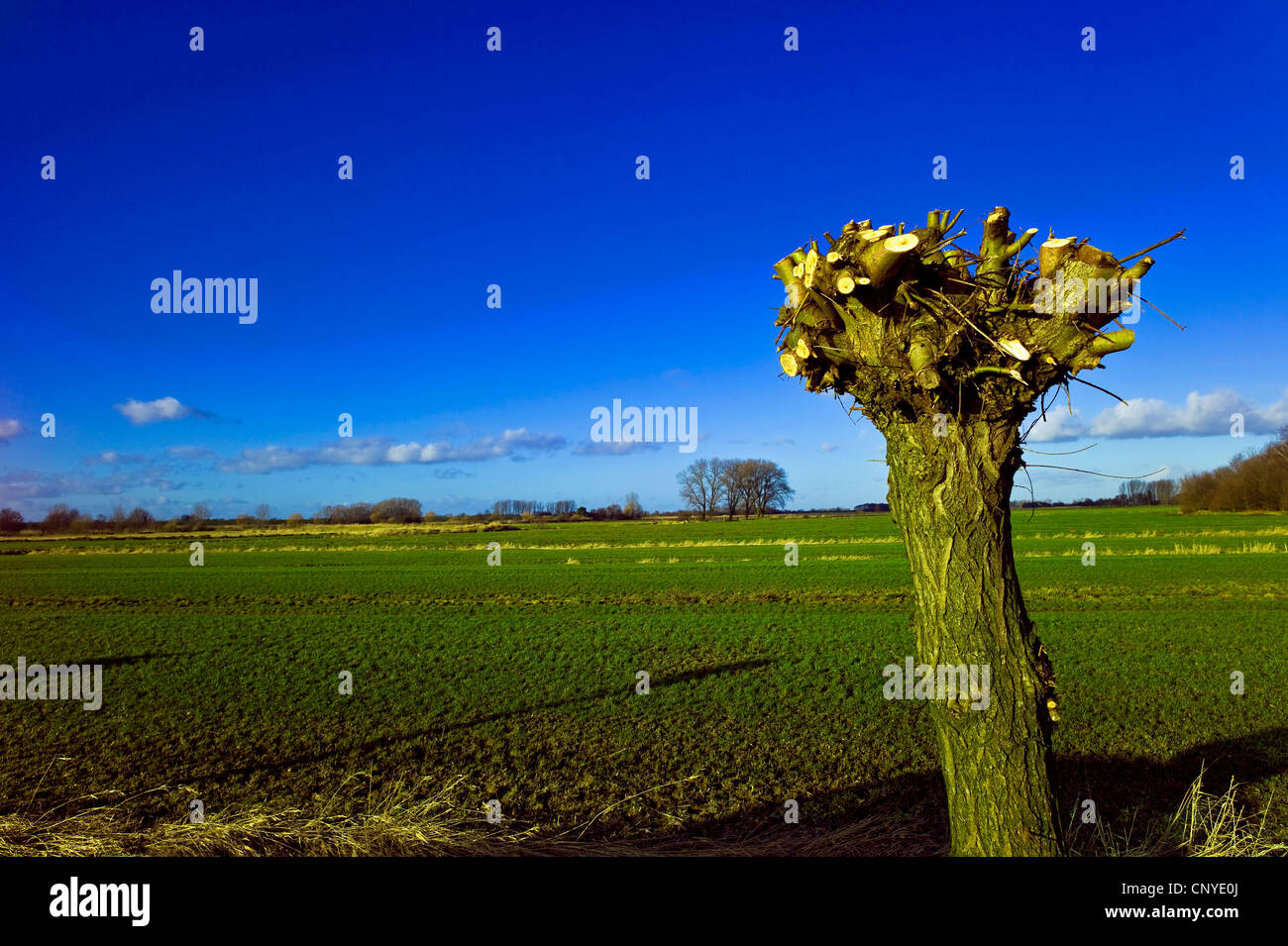 common osier (Salix viminalis), pollarded willow in spring, Germany ...