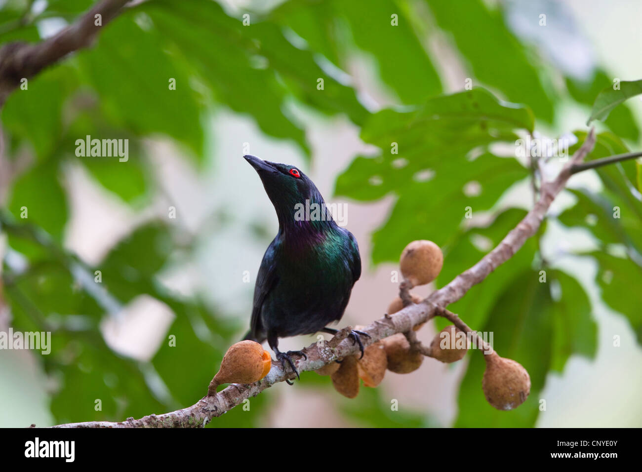 shining starling (Aplonis metallica), sitting on a branch, Australia ...