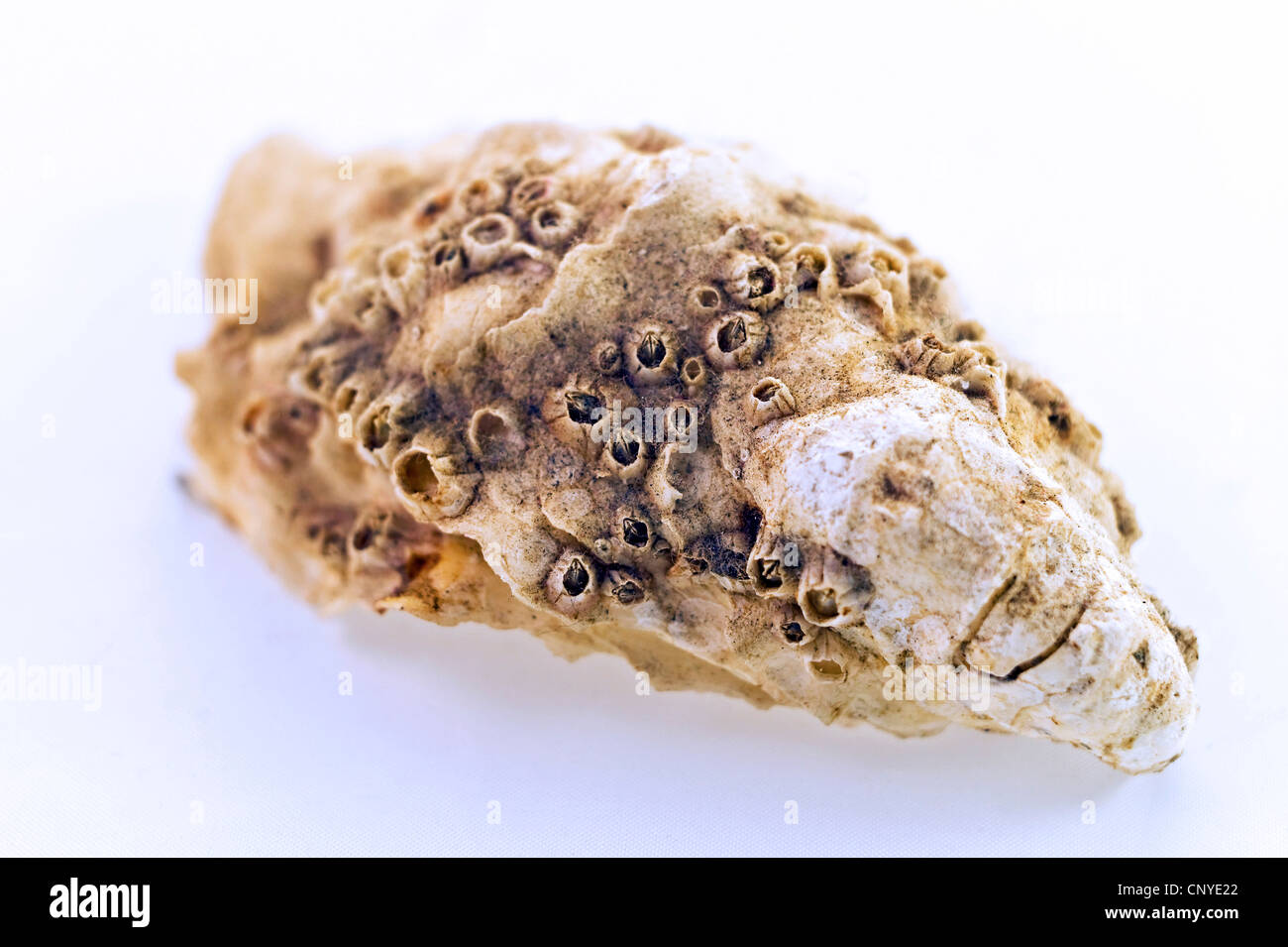 Common oyster flat oyster european hi-res stock photography and images ...