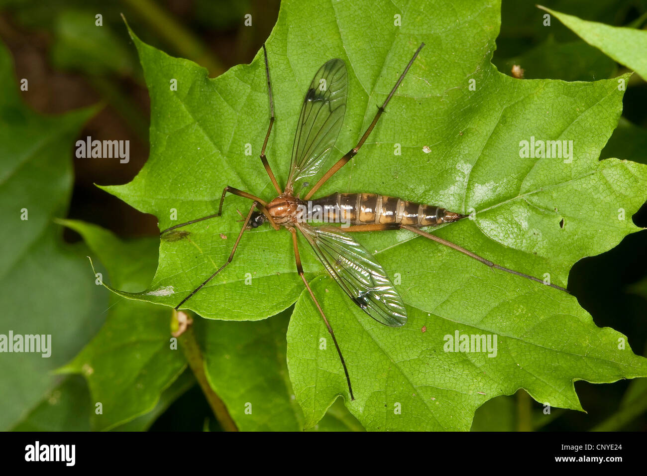 phantom crane fly, Ptychopterid cranefly (Ptychoptera spec.), sitting ...