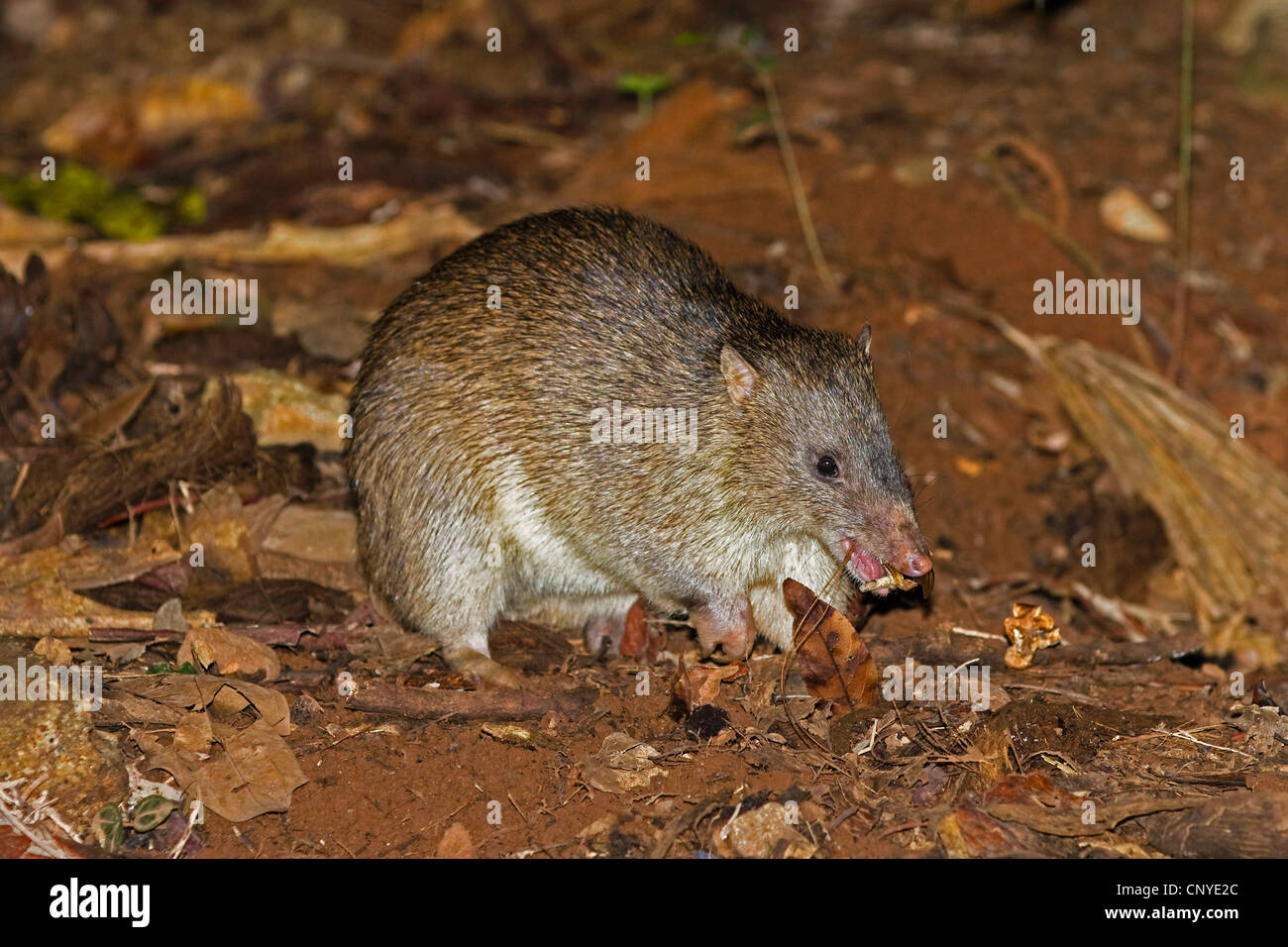 Bandicoot hi-res stock photography and images - Alamy