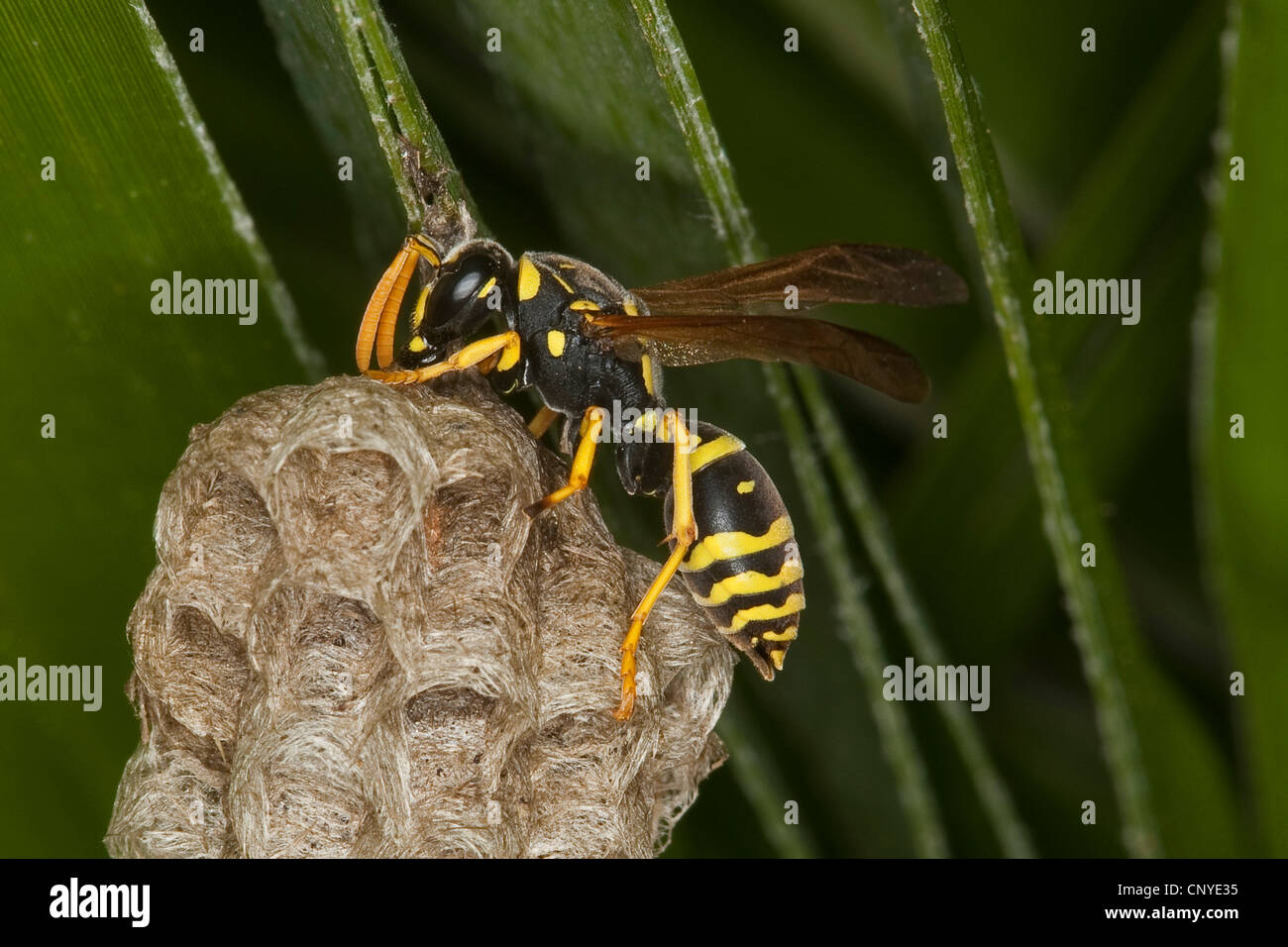 paper wasp (Polistes gallicus, Polistes omissa, Polistes foederatus ...