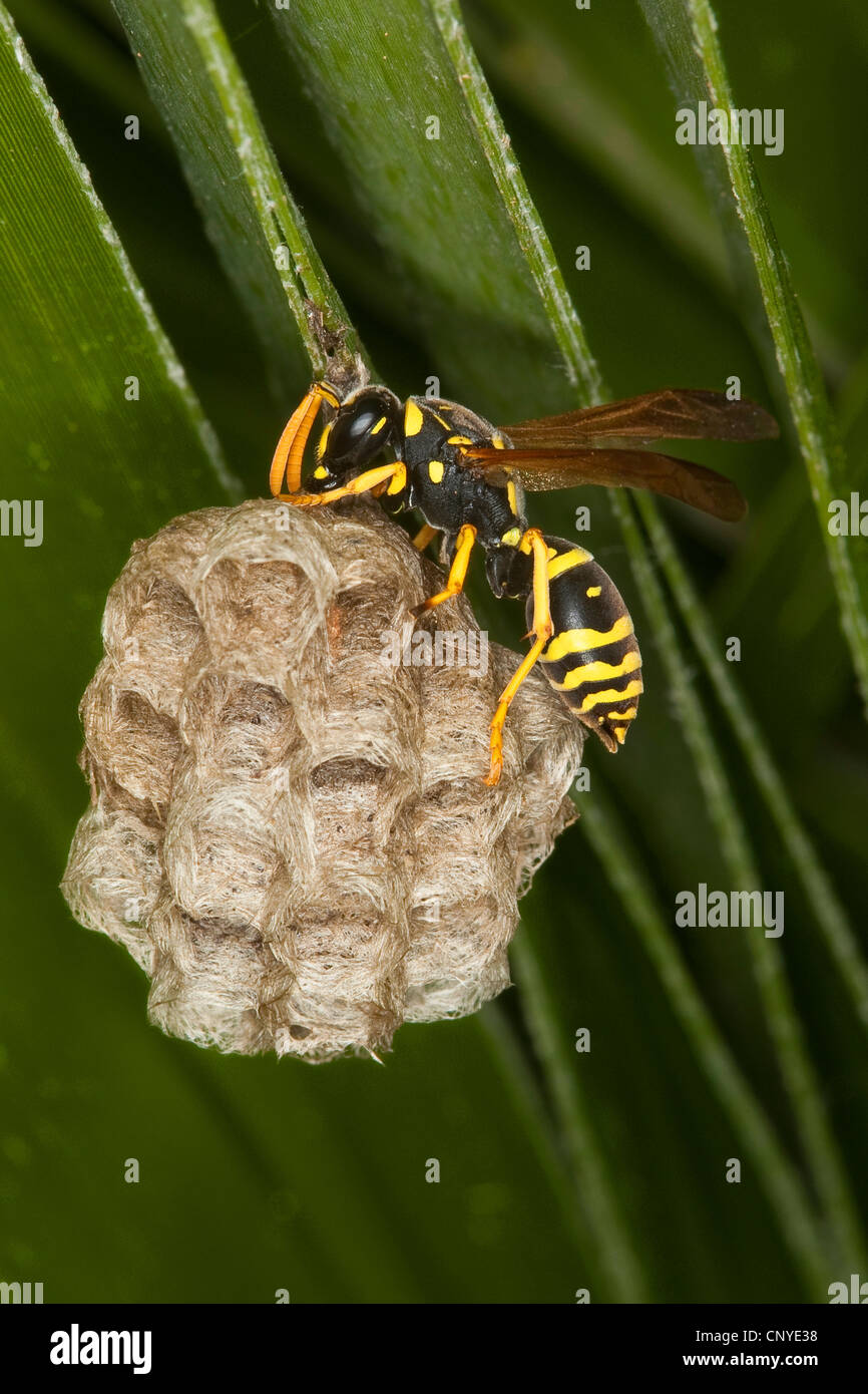 paper wasp (Polistes gallicus, Polistes omissa, Polistes foederatus ...