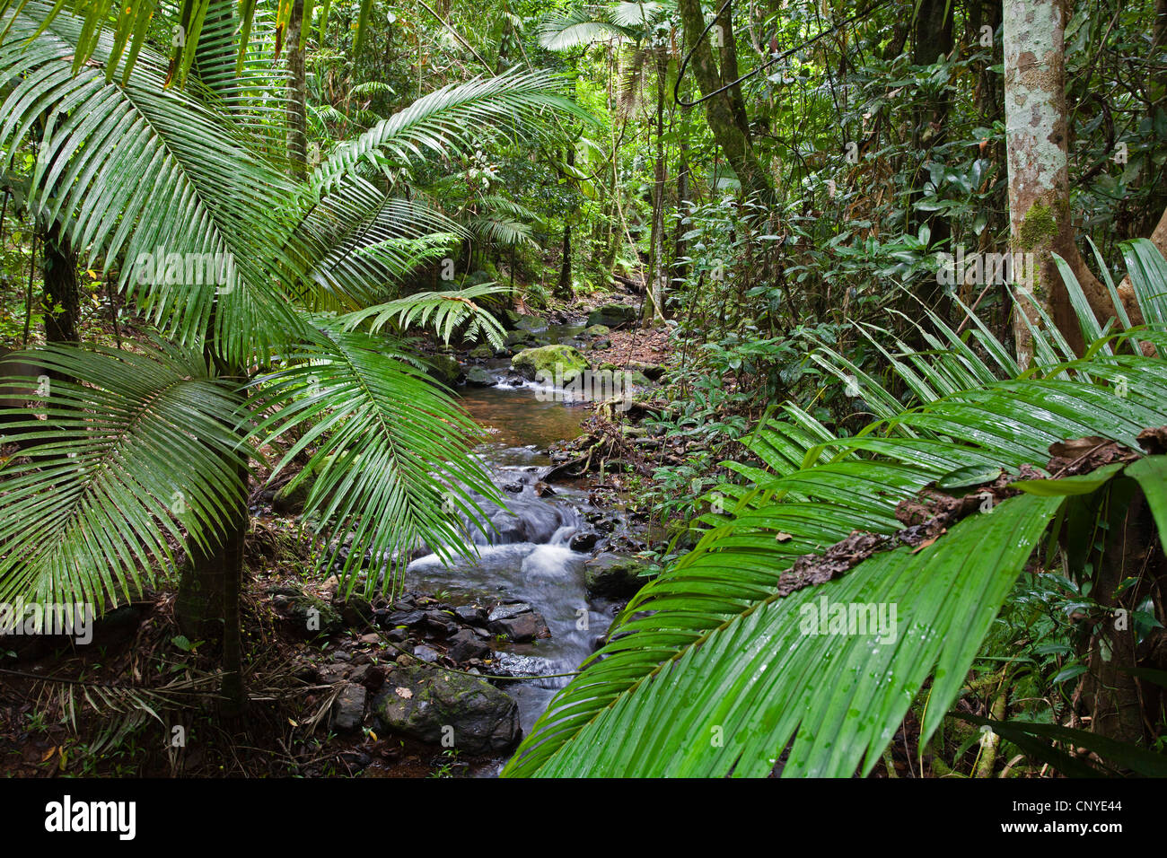 Creek in rainforest, Australia, Queensland, Daintree National Park ...