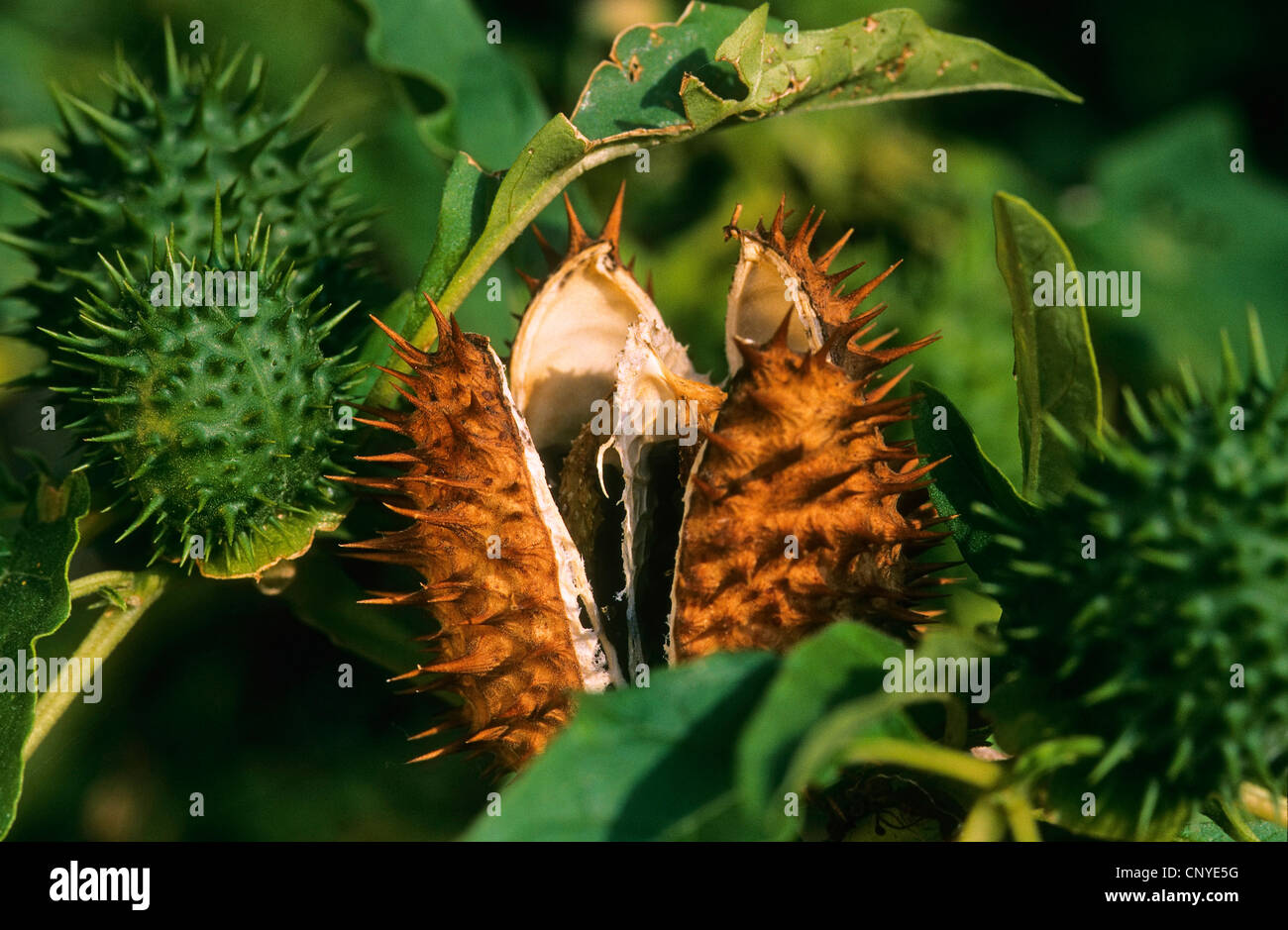 stramonium, jimsonweed, thornapple, jimson weed (Datura stramonium ...