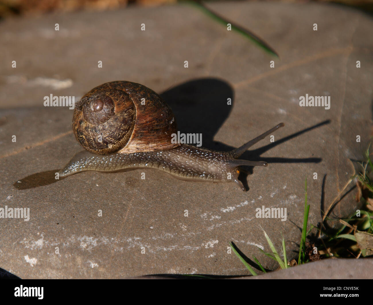 Rock snail uk hi-res stock photography and images - Alamy