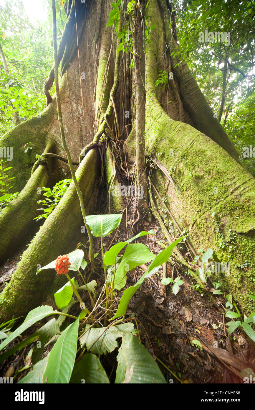 Rainforest tree roots hi-res stock photography and images - Alamy