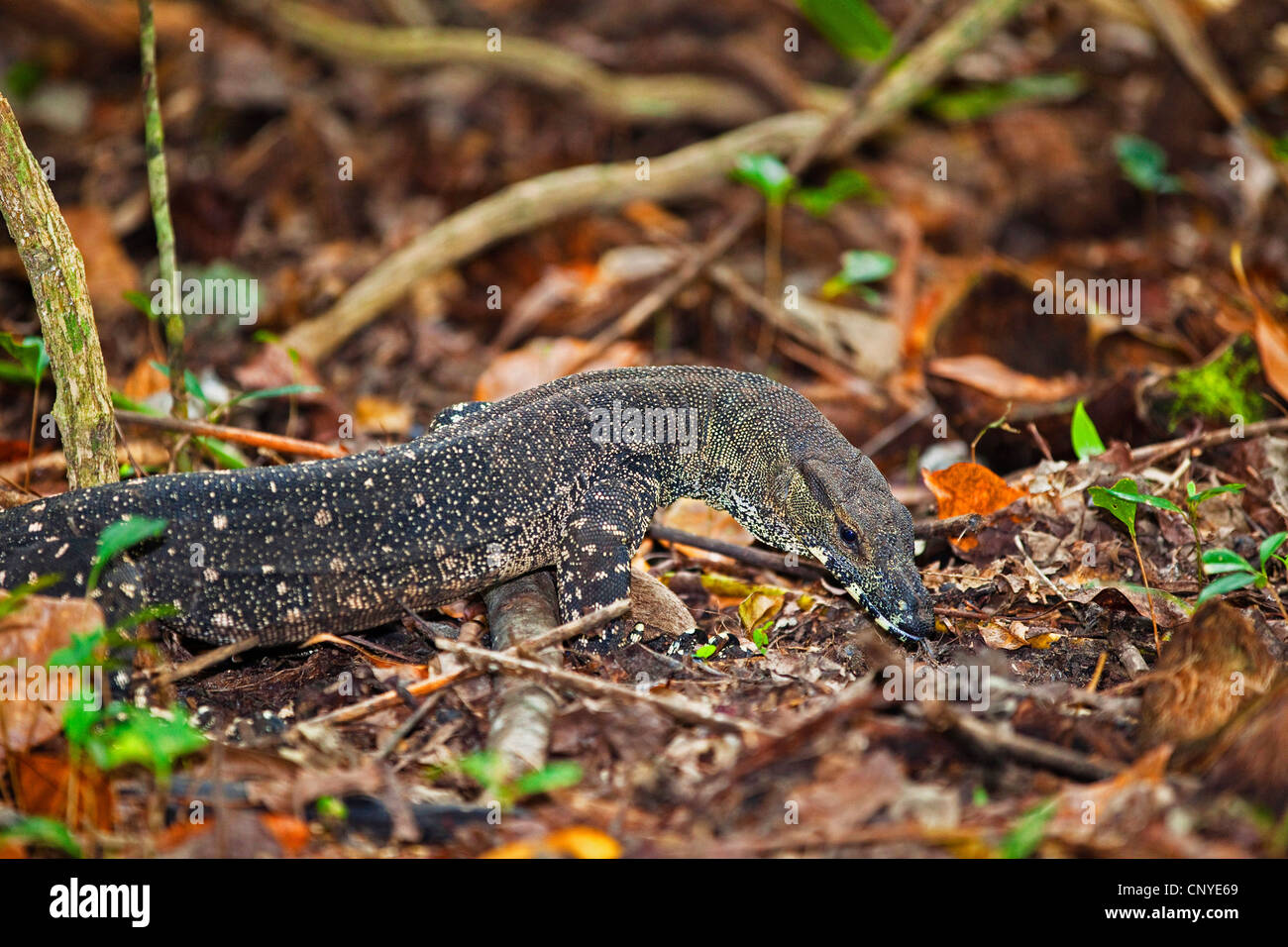 lace monitor, common tree monitor (Varanus varius), portrait, Australia ...