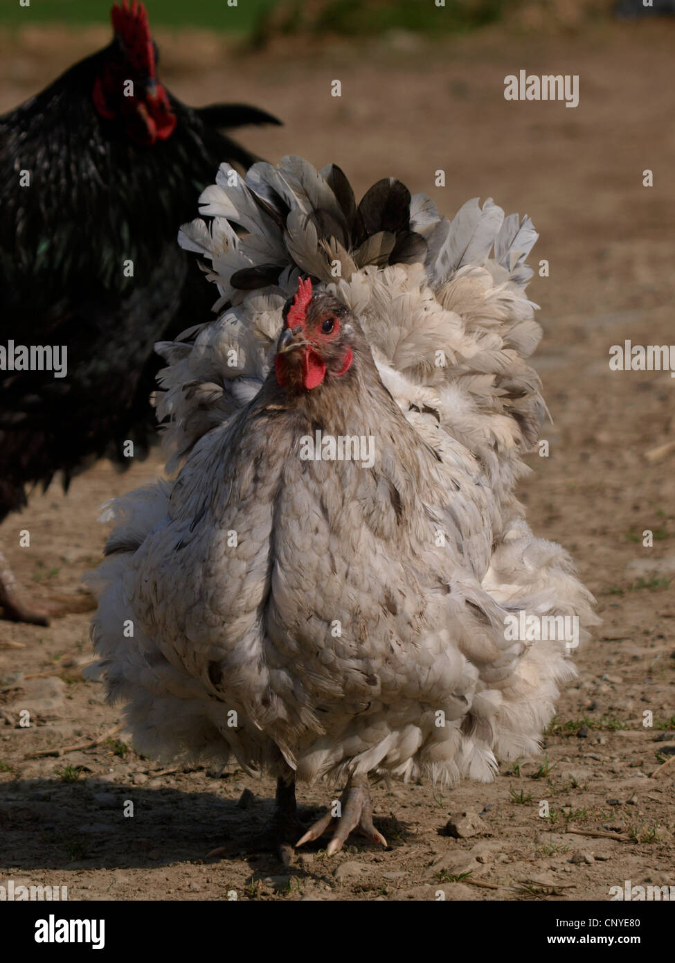 Female chicken hi-res stock photography and images - Alamy