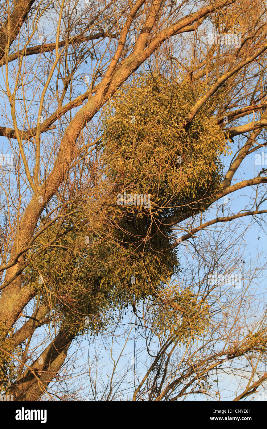 Mistletoe viscum album subsp album hi-res stock photography and images ...