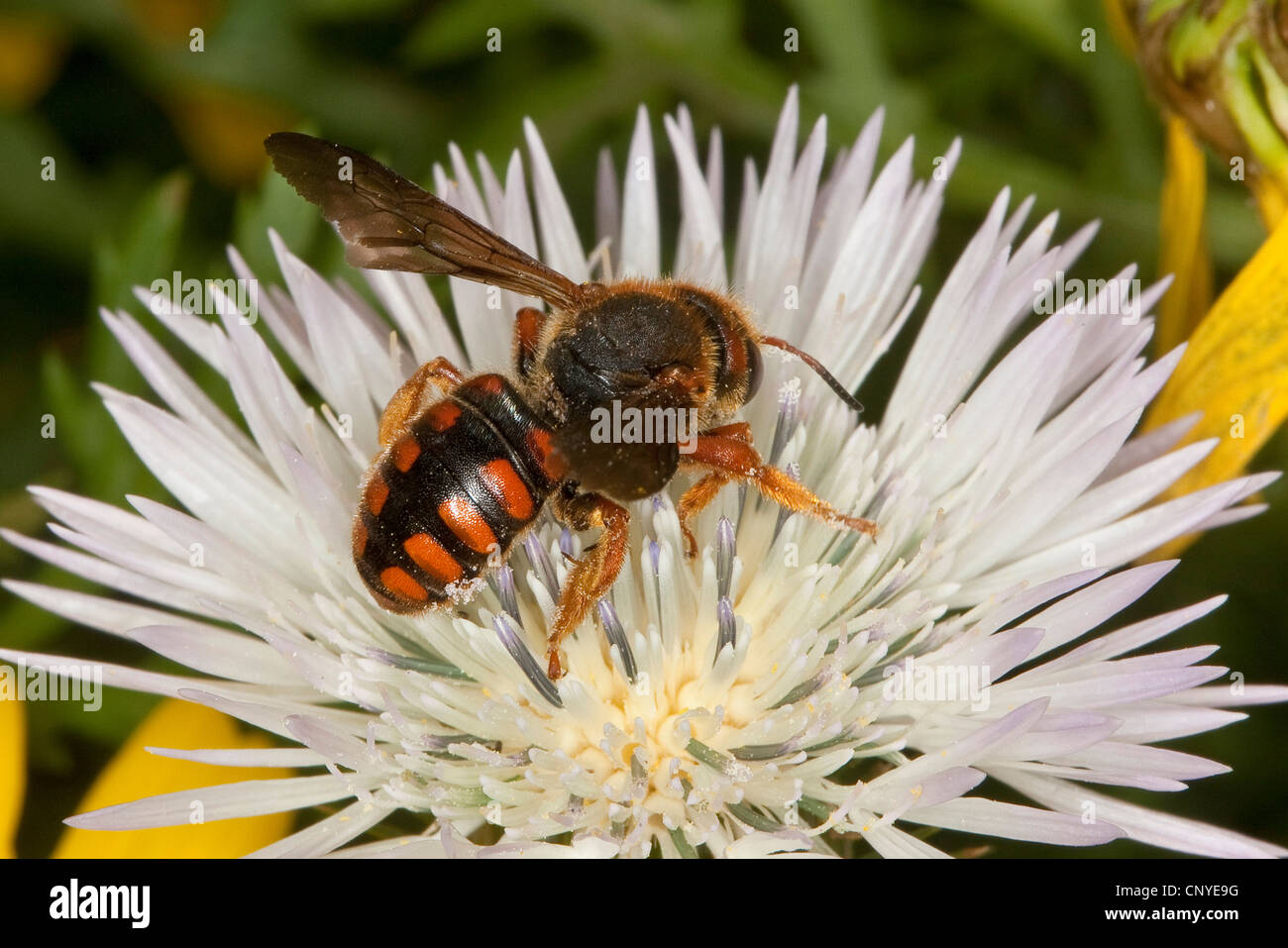 Small anthid bee, Wool carder (Rhodanthidium siculum, Anthidium siculum ...
