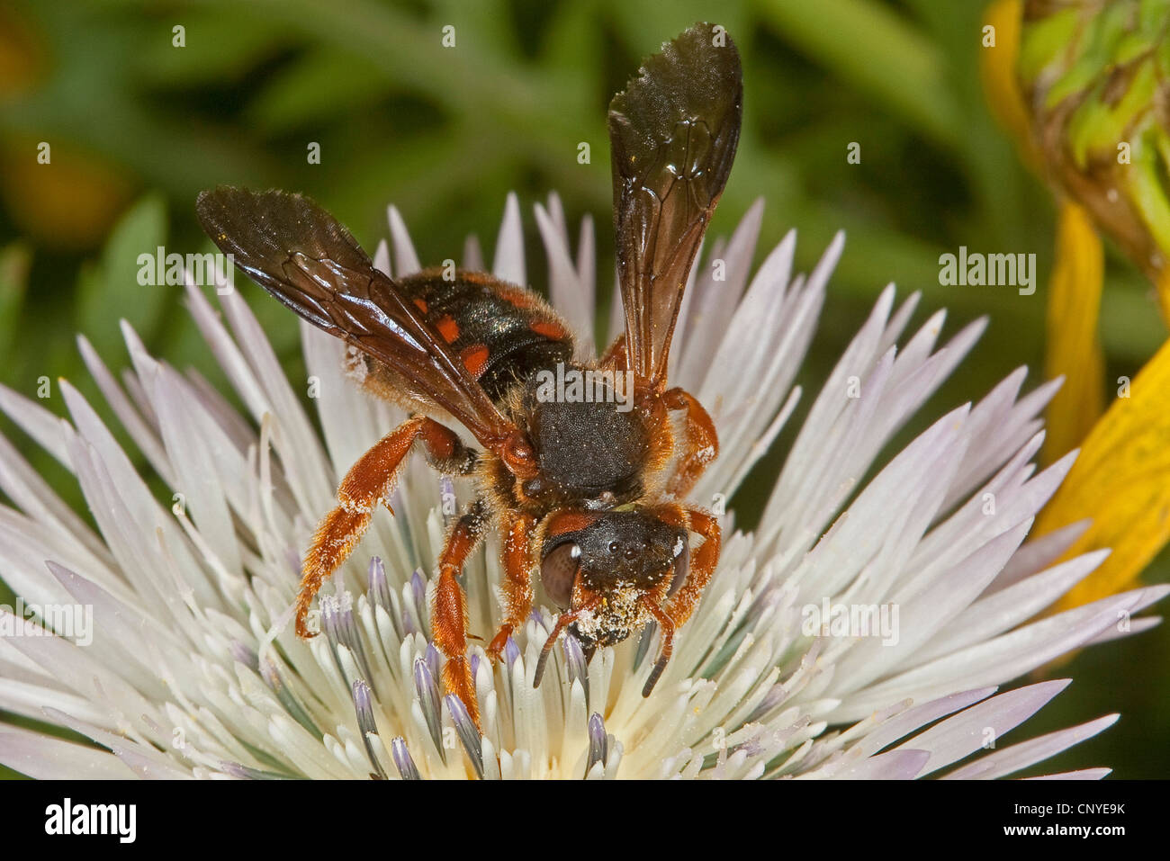 Small anthid bee, Wool carder (Rhodanthidium siculum, Anthidium siculum ...