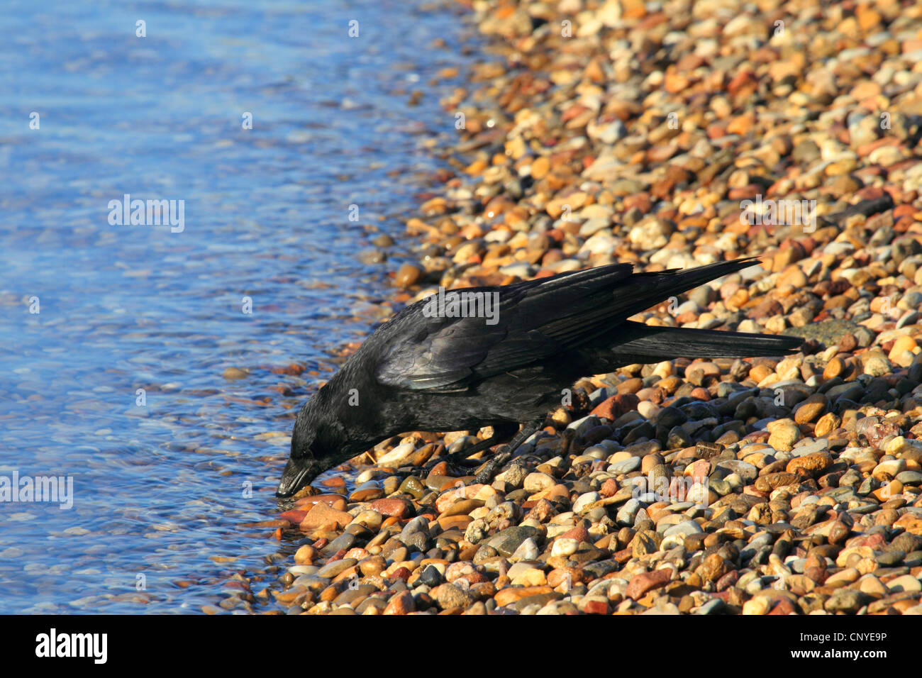 Crow drinking water hi-res stock photography and images - Alamy